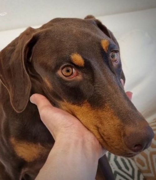 JUNGKOOK ABRIÓ UNA CUENTA DE INSTAGRAM PARA BAM